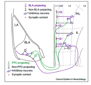 Cortical subcortical integration and decisions: An amygdala-prefrontal ...