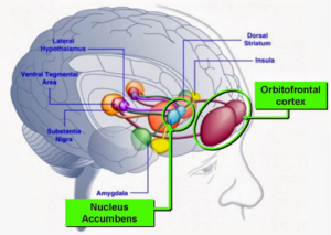 The Orbital Frontal Cortex: Reward, Value, and Decision-Making | The ...
